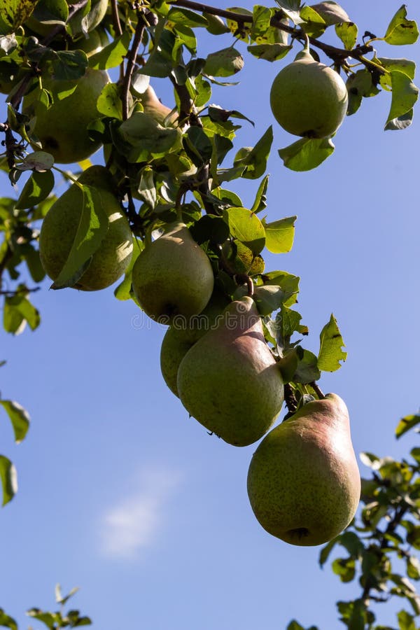 A Bunch of Pears in the Tree. Benefits of Pears Stock Image - Image of ...
