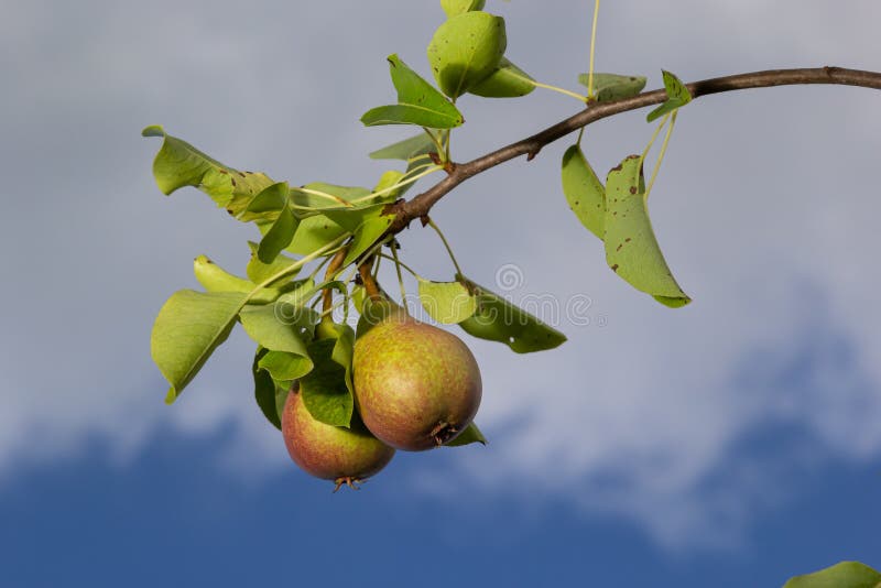 A Bunch of Pears in the Tree. Benefits of Pears Stock Image - Image of ...