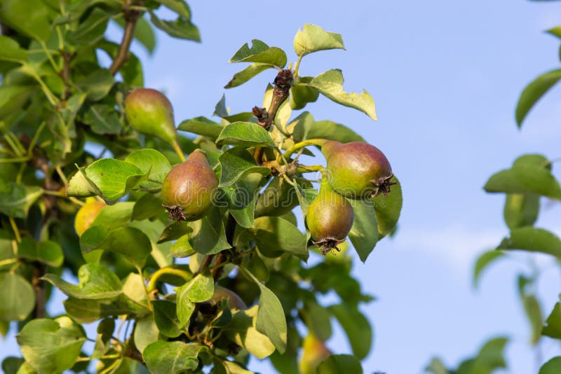 A Bunch of Pears in the Tree. Benefits of Pears Stock Photo - Image of ...