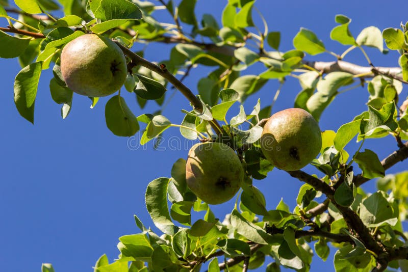 A Bunch of Pears in the Tree. Benefits of Pears Stock Image - Image of ...