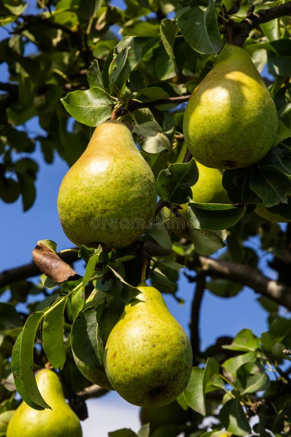 A Bunch of Pears in the Tree. Benefits of Pears Stock Photo - Image of ...