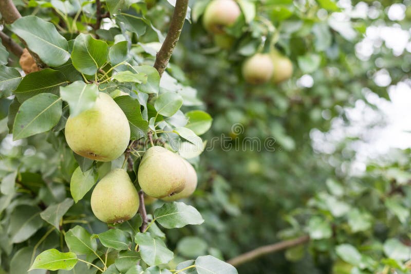 A Bunch of Pears in the Tree. Benefits of Pears. Blue Sky Background ...