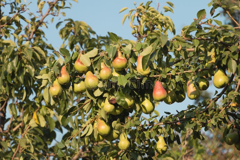 A Bunch of Pears in the Tree. Benefits of Pears Stock Photo - Image of ...