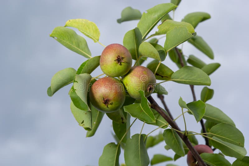 A Bunch of Pears in the Tree. Benefits of Pears Stock Photo - Image of ...