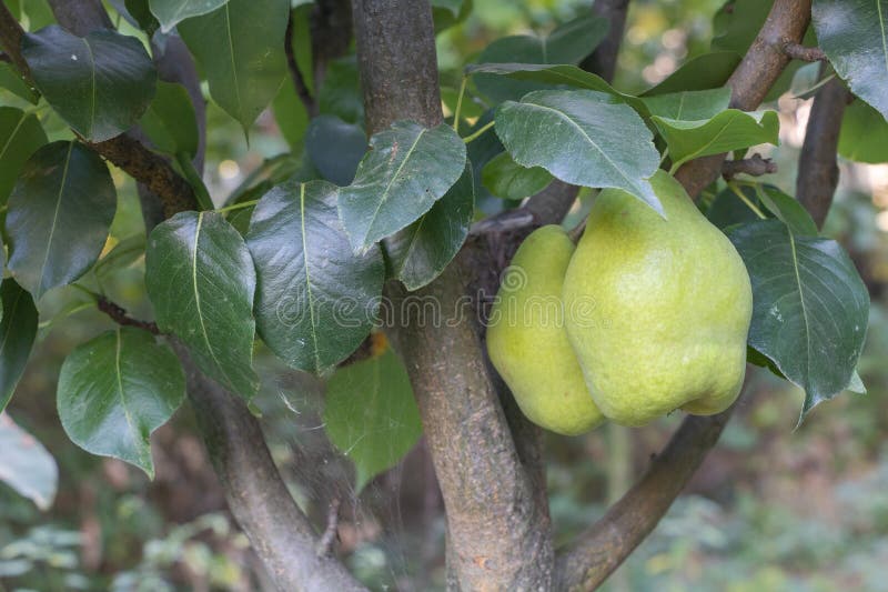 A Bunch of Pears in the Tree. Benefits of Pears Concept Stock Photo ...