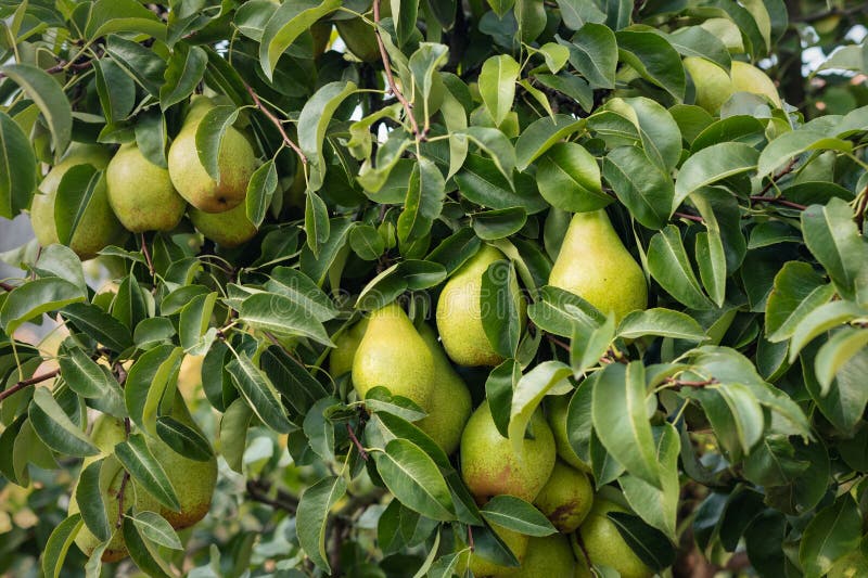 A Bunch of Pears on a Tree, Green Pears with Leaves on a Branch. Stock ...