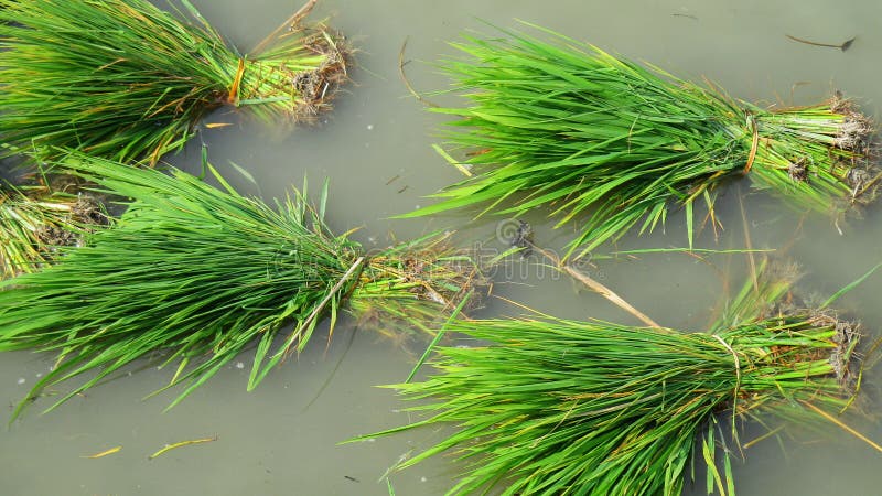 Bunch of Peddy for Plantation Stock Image - Image of bunch, thorns ...