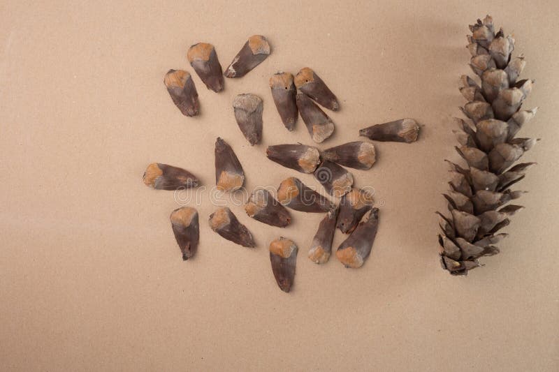 A Bunch of Peeled Seed Scales Sitting Next To a Pine Cone, Part of ...