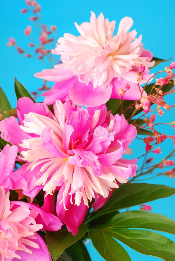 Bunch of Peony in Shabby Chic Style Interior Stock Photo - Image of ...