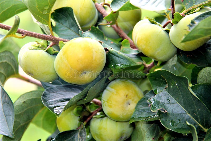 Bunch of Persimmons on a Tree Stock Photo - Image of food, agriculture ...