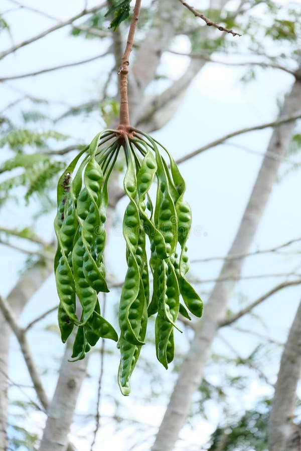 A Bunch of Petai Bean Hanging from a Tree Stock Image - Image of bean ...