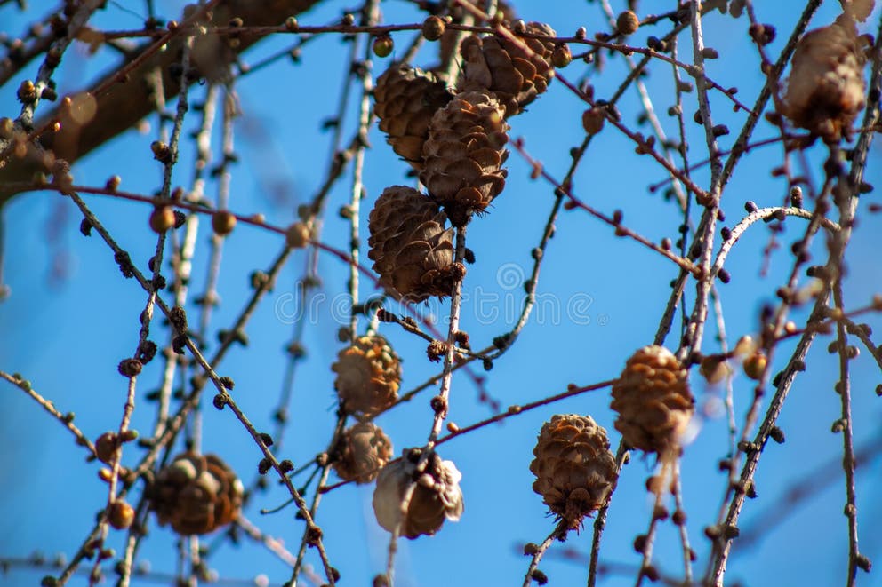 A Bunch of Pine Cones Hanging from a Tree Branch Stock Image - Image of ...