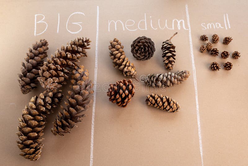 A Bunch of Pine Cones Sitting on Top of a Table, Measurements Concept for Kids, Big Medium and ...