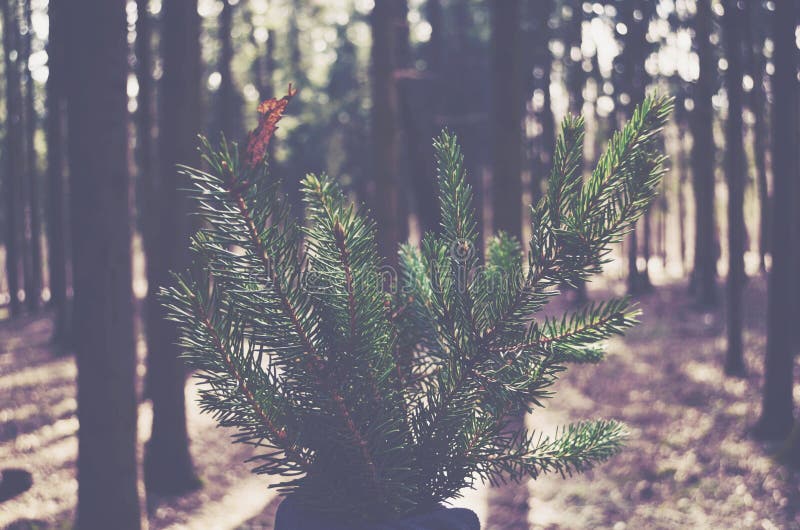 Bunch of Pine Tree Branches in Fall Coniferous Forest Stock Photo ...