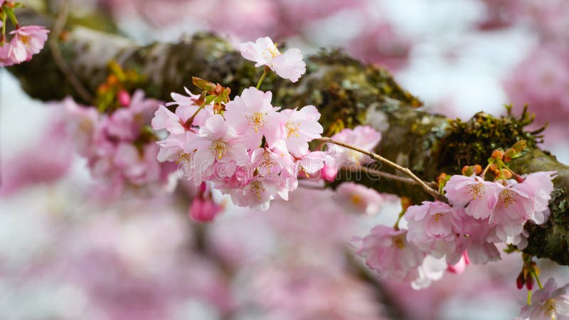 Bunch of Pink Cherry Blossom in Spring on Mossy Tree Branch Stock Image ...