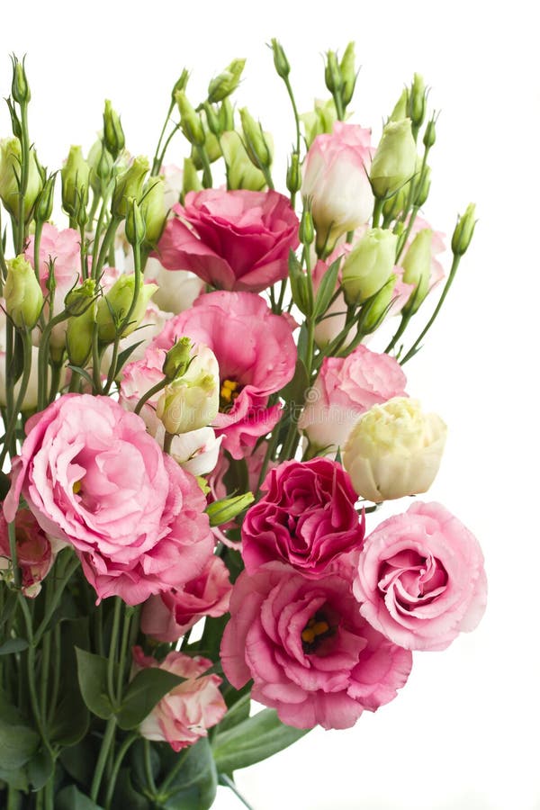 Bunch Of Pink Eustoma Flowers Stock Image - Image of card, celebration ...