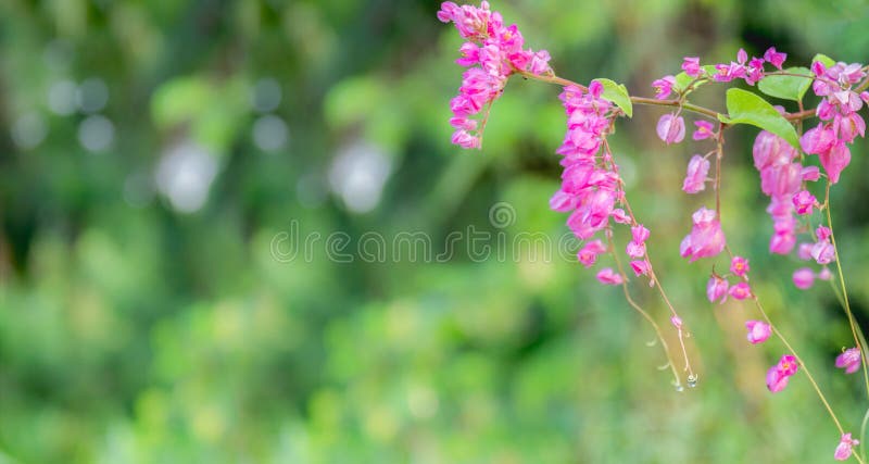 A bunch of pink flowers stock image. Image of bouquet - 128742779