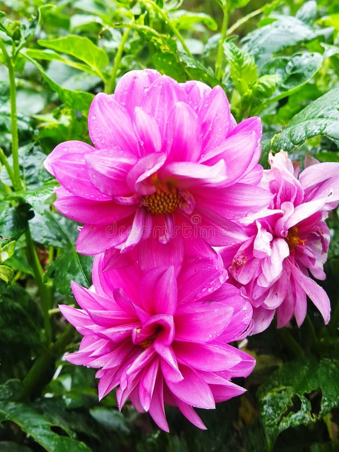A Bunch of Pink Flowers.Light Red Flowers Stock Image - Image of shrub ...