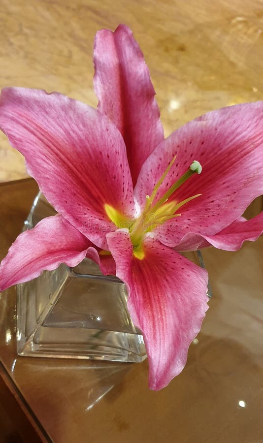 A Bunch of Pink Flowers in a Square Glass Vase on the Table Stock Image ...