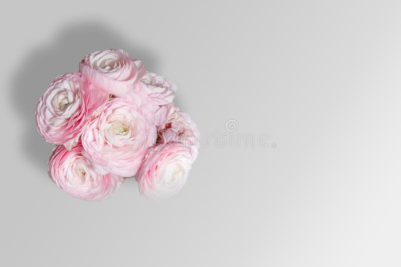 Bunch of Pink Flowers on White Background with Shadow Stock Image ...