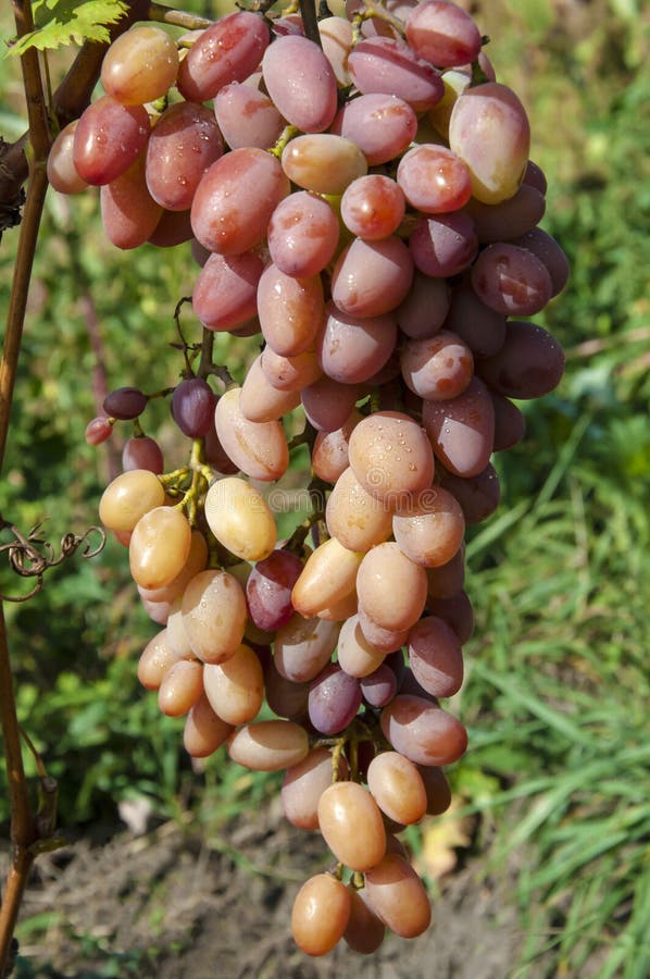 A Bunch of Pink Grapes in the Garden. Harvesting Stock Image - Image of ...