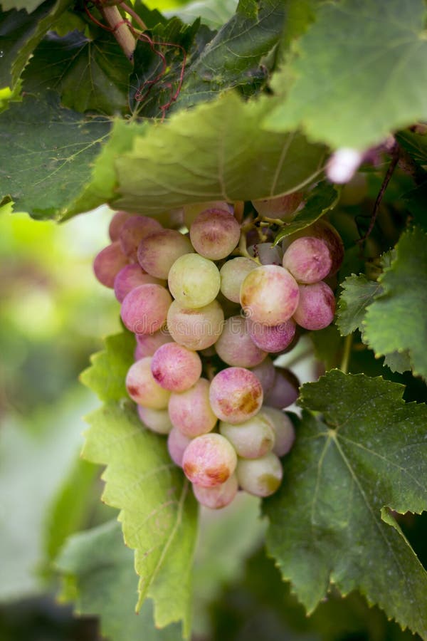 Pink grapes on the plate stock image. Image of crop - 105596573