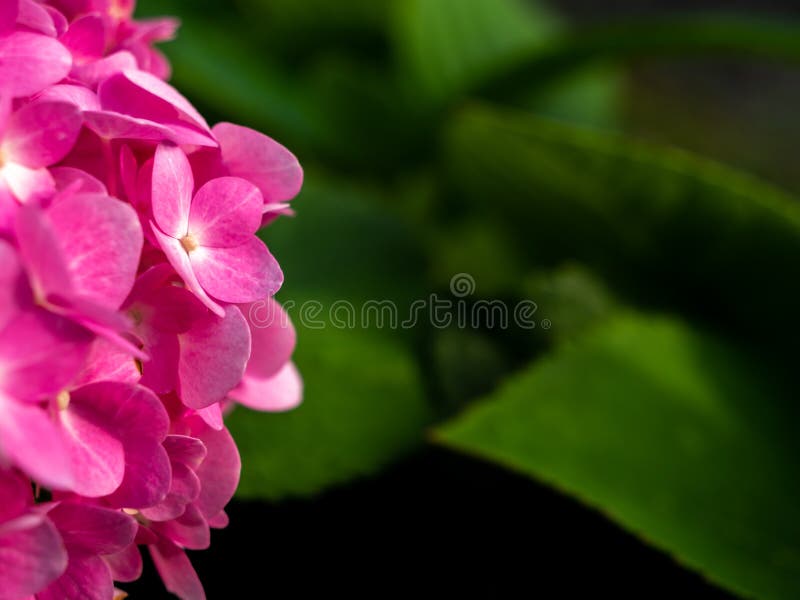 Bunch of Pink Hydrangea Flowers Blooming Stock Photo - Image of country ...