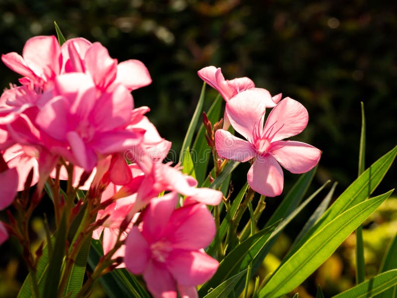Bunch of Pink Oleander Flowers Blooming Stock Photo - Image of ...