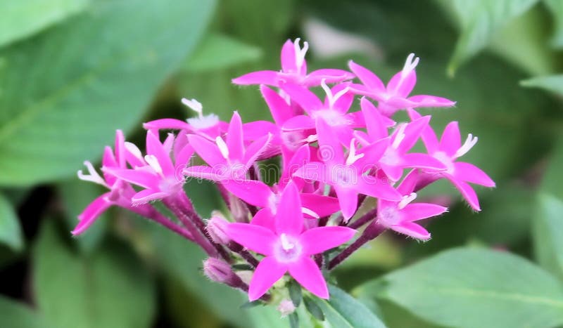 Pink Penta Flowers in Garden Stock Photo - Image of botany, pink: 182880730