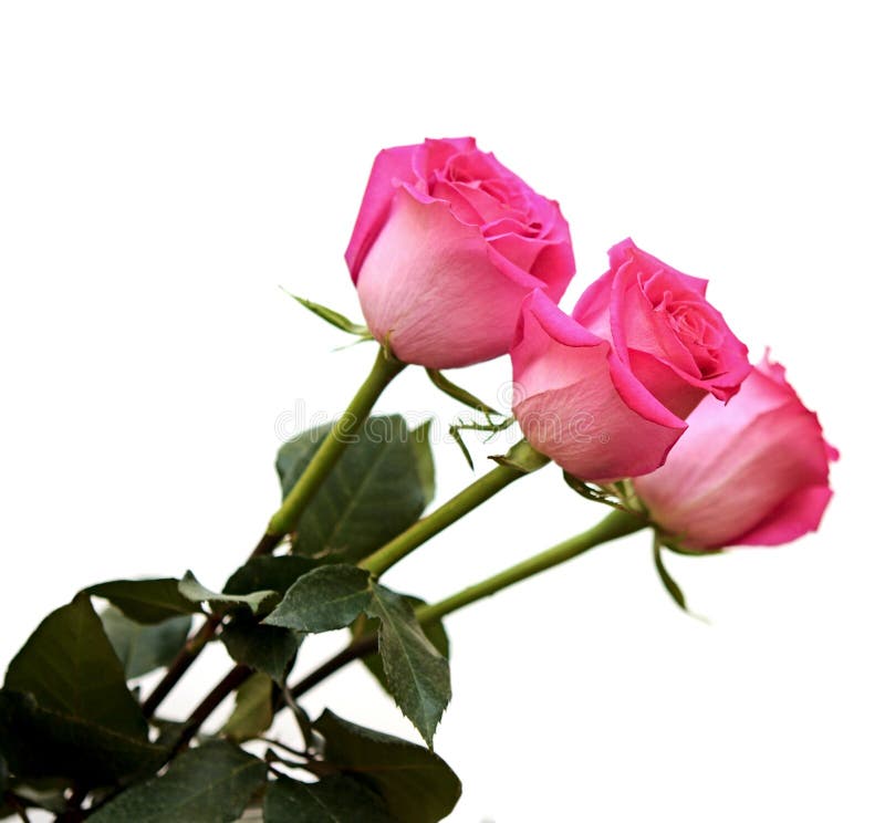 Bunch of pink roses stock photo. Image of bunch, closeup - 25510162