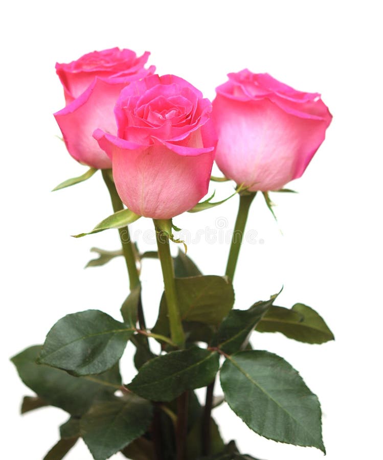 Bunch of pink roses stock image. Image of pink, cream - 25510167