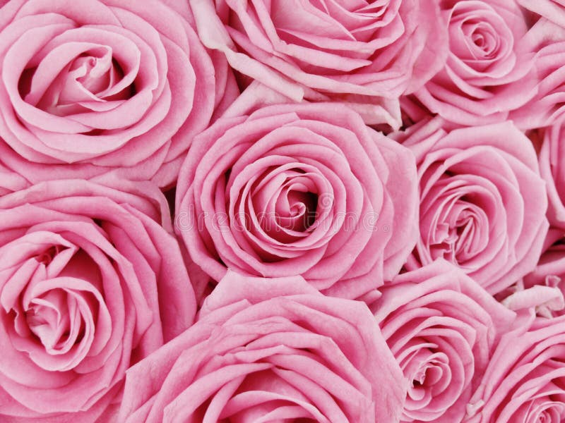 Bunch of pink roses stock photo. Image of bunch, botanic - 6513990