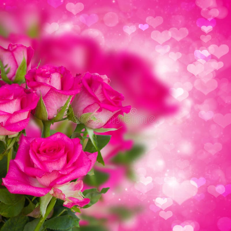Hot Pink Roses. Border stock image. Image of flower, freshness - 38934037