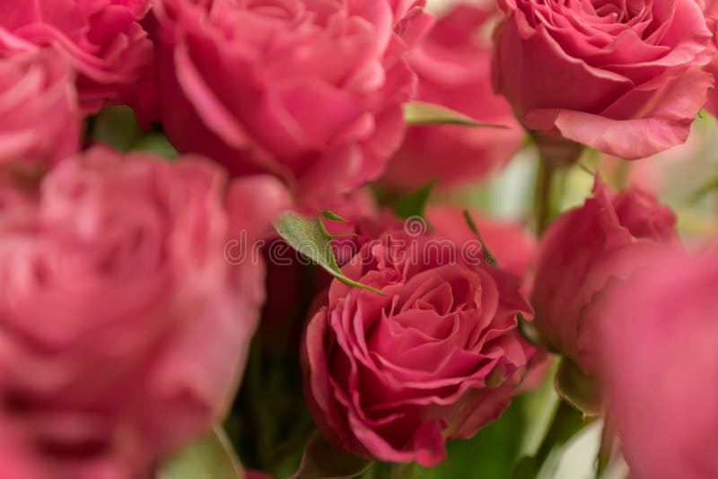 Bunch of Pink Roses Background, Soft Focus Stock Image - Image of pink ...