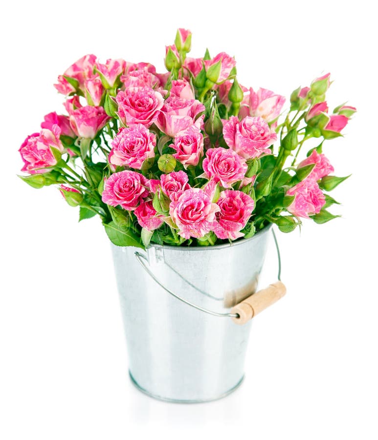 Bunch pink roses in bucket stock photo. Image of bunch - 41268194