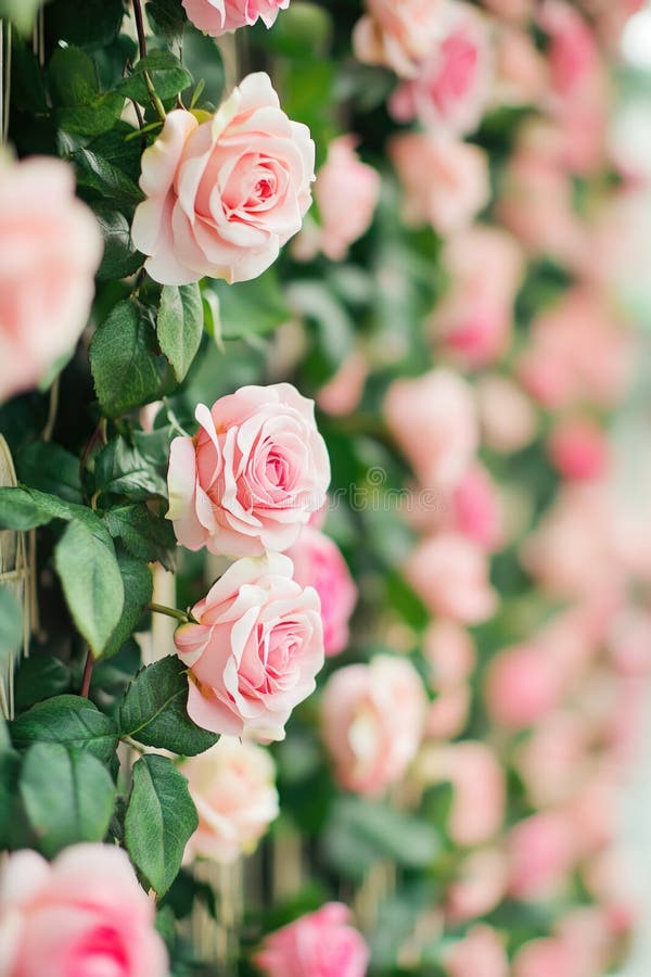 A Bunch of Pink Roses Growing on a Wall Stock Image - Image of ...