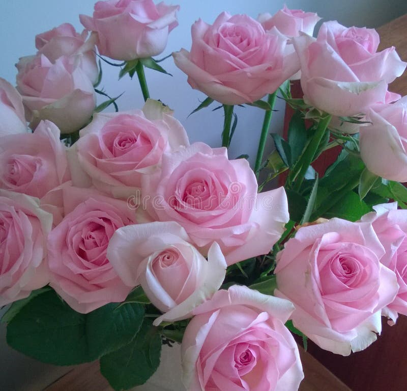 Pink Rose inside apartment stock image. Image of indoor - 180355541