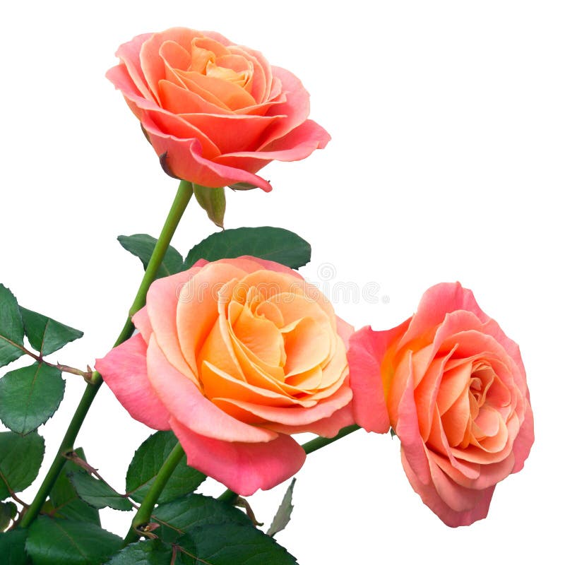 Bunch of pink roses stock image. Image of flower, aroma - 233636773