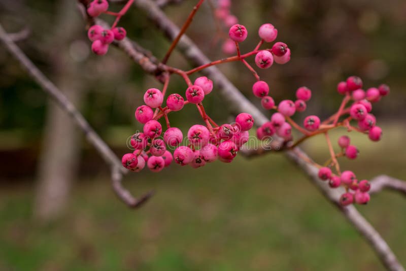 Bunch of Pink Rowan Berries. Branch of a Rowan-tree Stock Image - Image ...