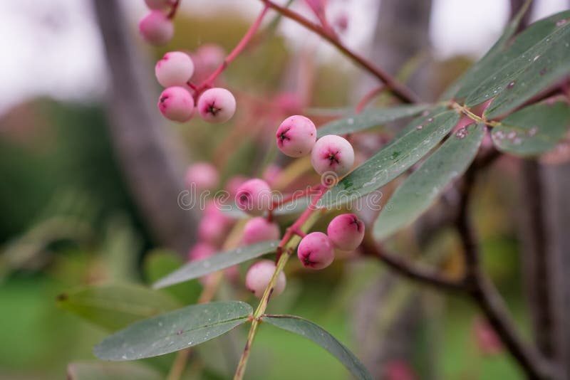 Red berries on the branch stock photo. Image of holiday - 79476586