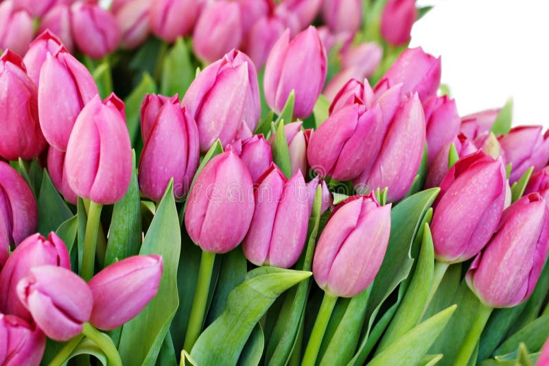 Bunch of pink tulips stock image. Image of leaf, display - 3991459