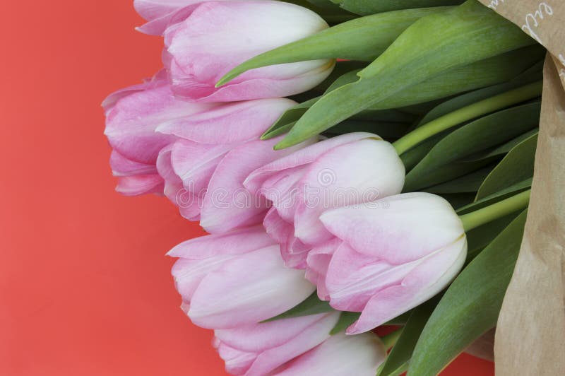 Bunch of pink tulips stock image. Image of tulip, flower - 68995209