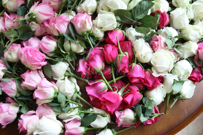 Pink and white roses stock photo. Image of floral, valentine - 114600680
