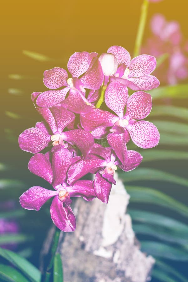 White Vanda Orchid Flowers in the Garden Stock Image - Image of beauty ...