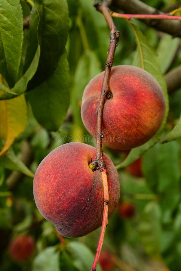 Bunch of plums stock photo. Image of orchard, pluck, hanging - 54610056