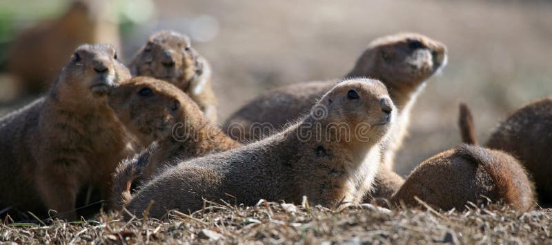 235 Group Prairie Dogs Stock Photos - Free & Royalty-Free Stock Photos ...
