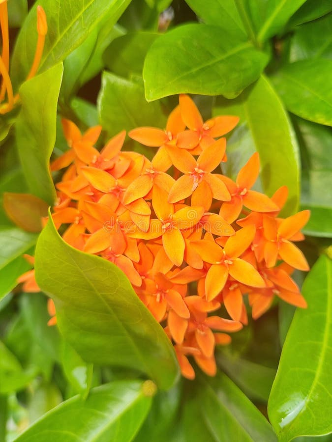 A Bunch of Pretty Orange Flowers Stock Photo - Image of produce, flower ...
