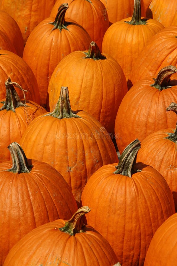 Fall Pumpkins - vertical stock photo. Image of black - 11112740