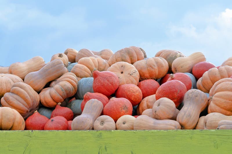 Bunch of Pumpkins of Different Shapes and Sizes. Harvesting Pumpkins ...