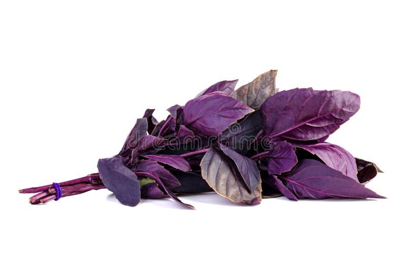 Bunch of red basil stock image. Image of vegetarian, herb - 21555459